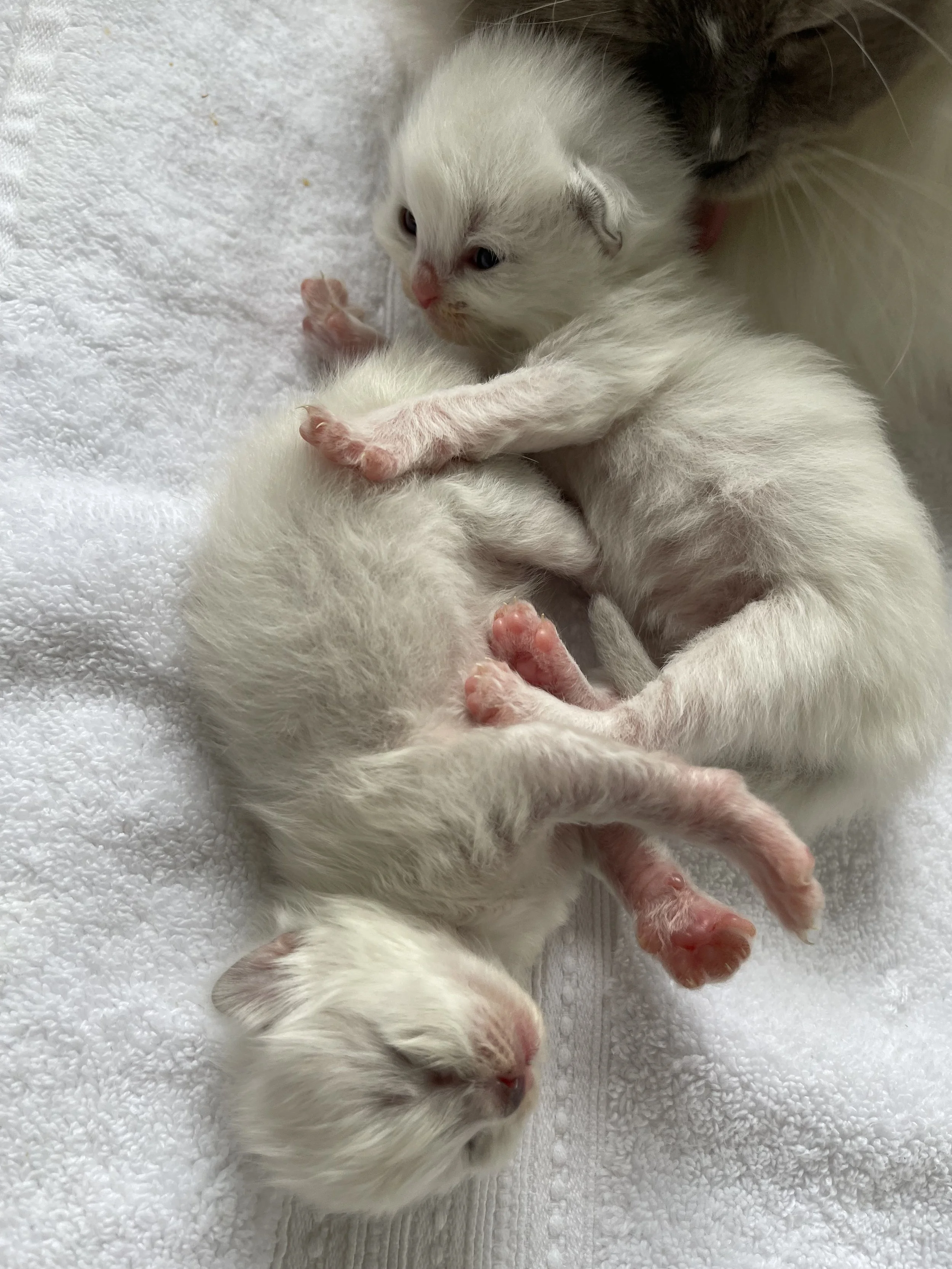 Available Pedigree Ragdoll Kittens — Kiki's Ragdolls