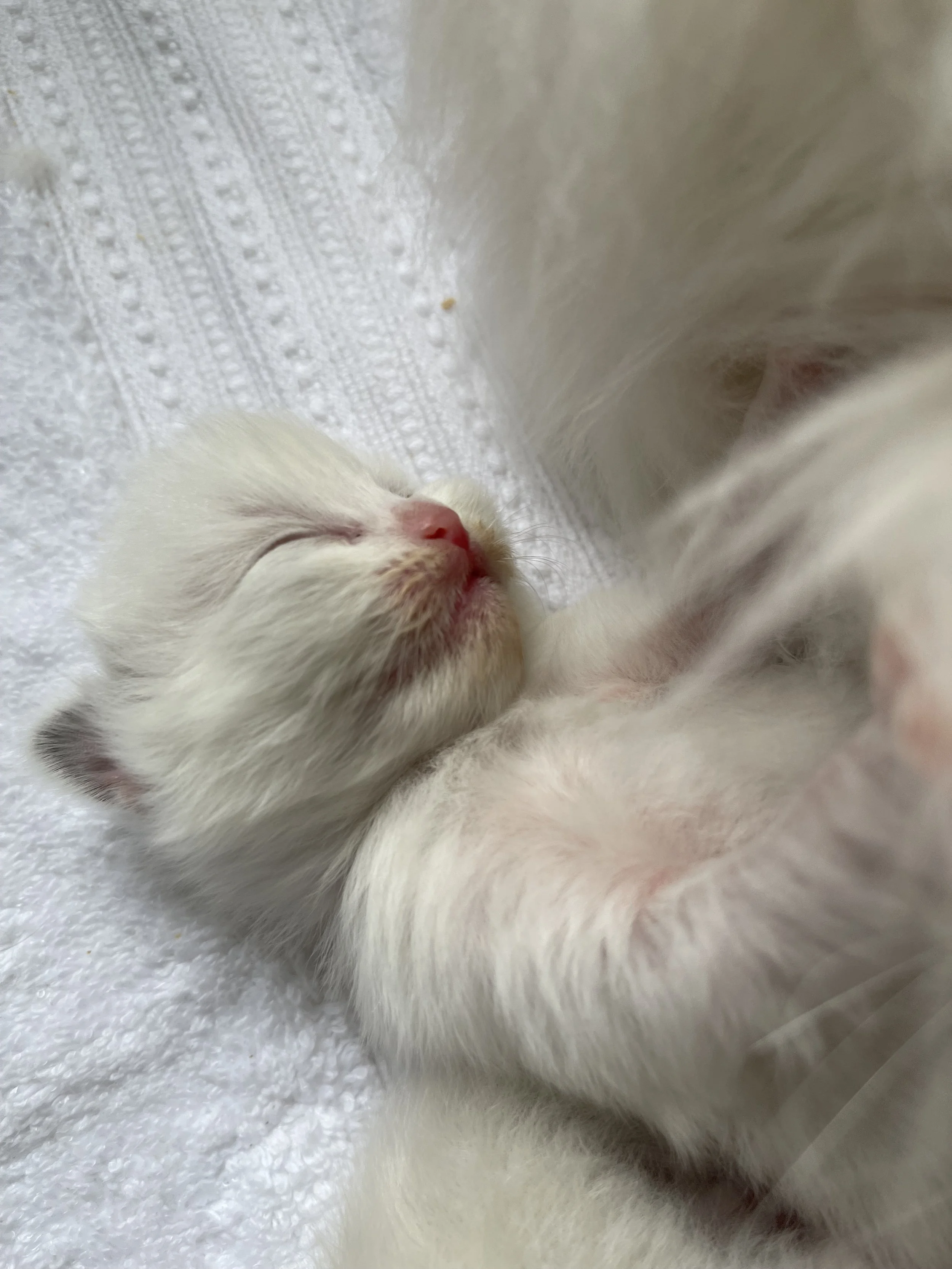 Available Pedigree Ragdoll Kittens — Kiki's Ragdolls