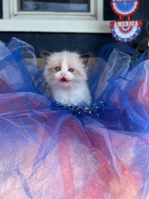 Available Pedigree Ragdoll Kittens — Kiki's Ragdolls