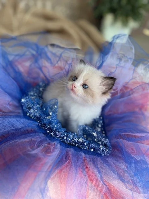 Available Pedigree Ragdoll Kittens — Kiki's Ragdolls