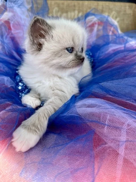 Available Pedigree Ragdoll Kittens — Kiki's Ragdolls