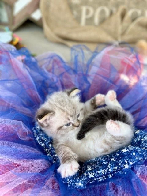 Available Pedigree Ragdoll Kittens — Kiki's Ragdolls