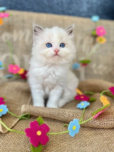 Available Pedigree Ragdoll Kittens — Kiki's Ragdolls