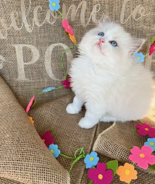 Available Pedigree Ragdoll Kittens — Kiki's Ragdolls