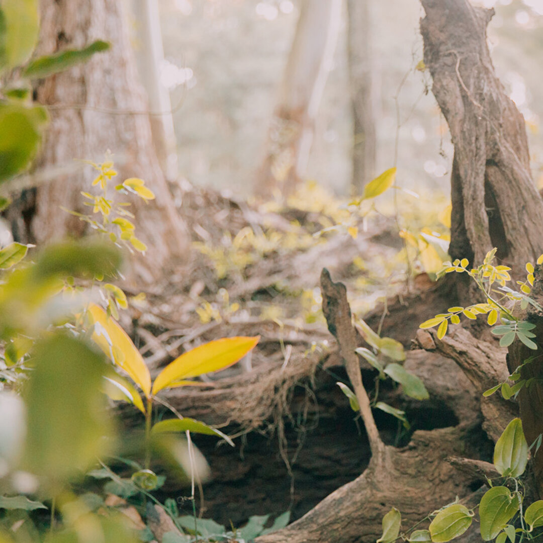 Resources Outlook Ecotherapy resources-outlook-ecotherapy