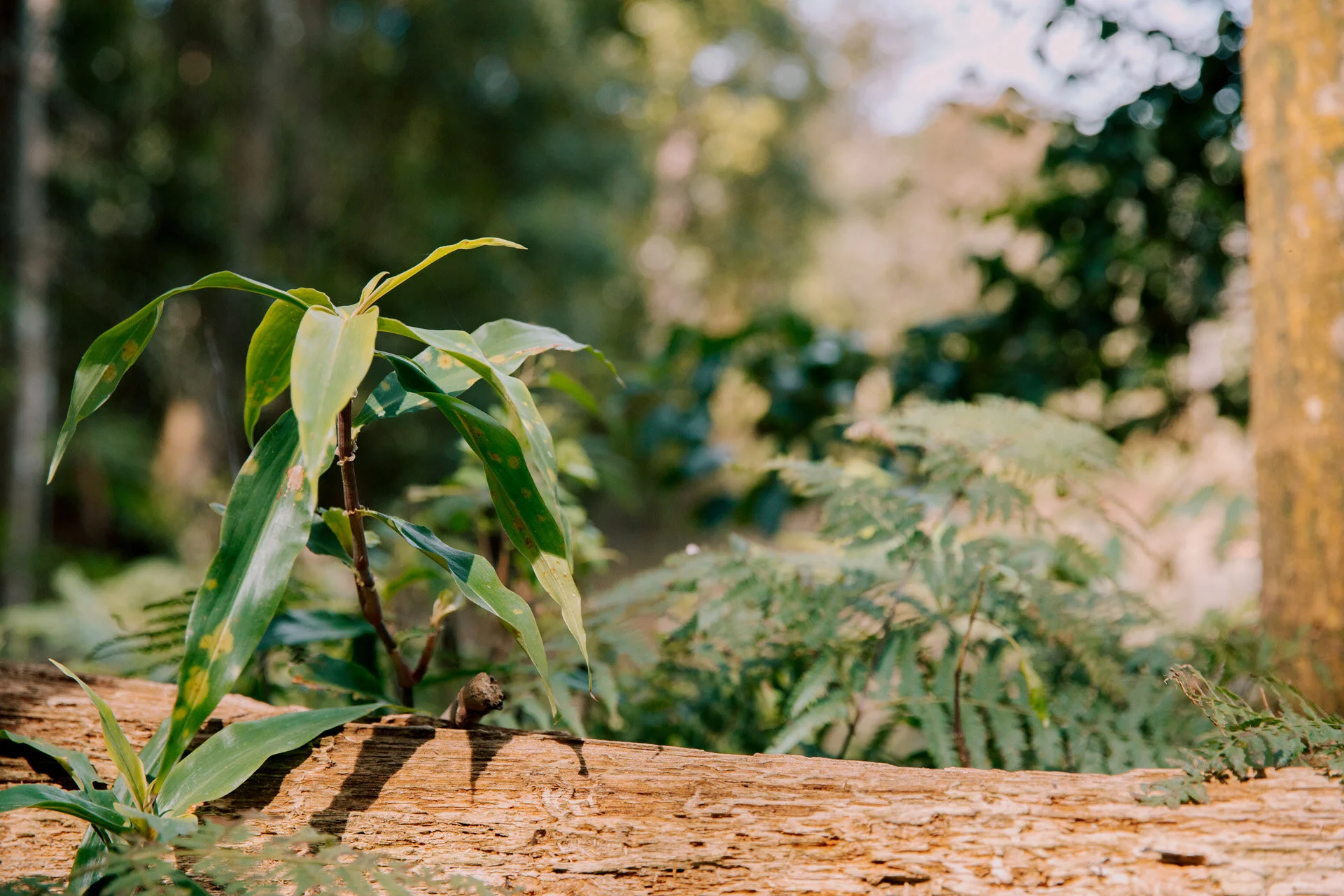 Resources Outlook Ecotherapy Resources Outlook Ecotherapy