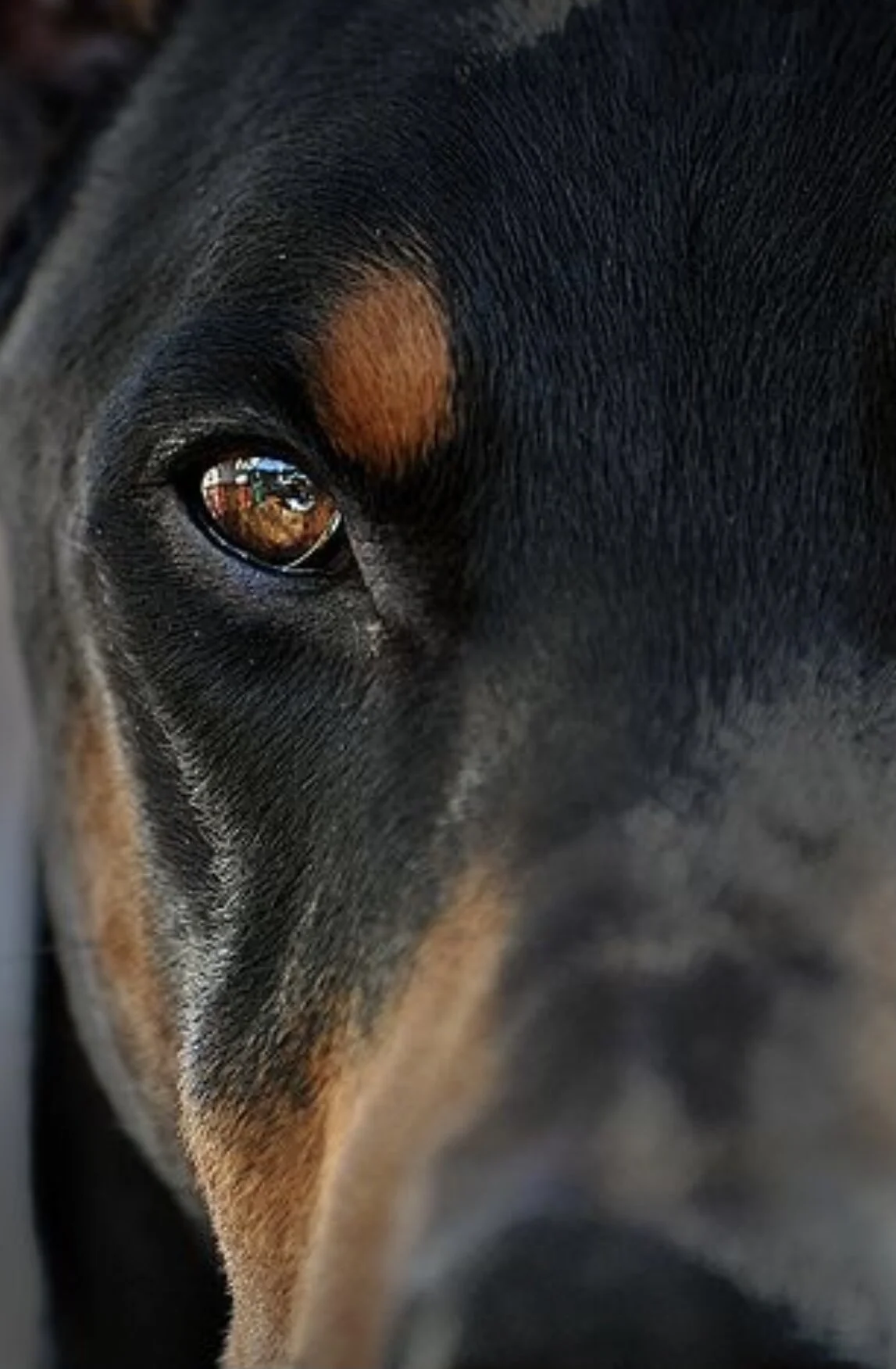 Contact Us - Valor Dobermans