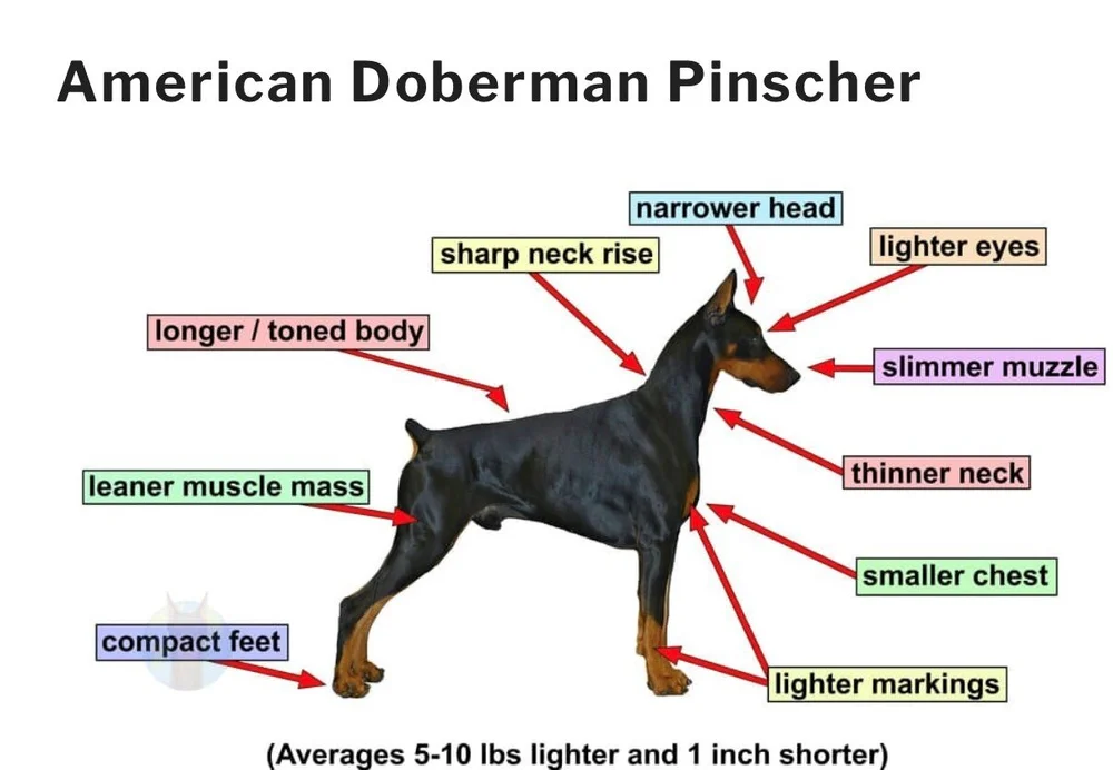 What Is The Average Length Of A Doberman
