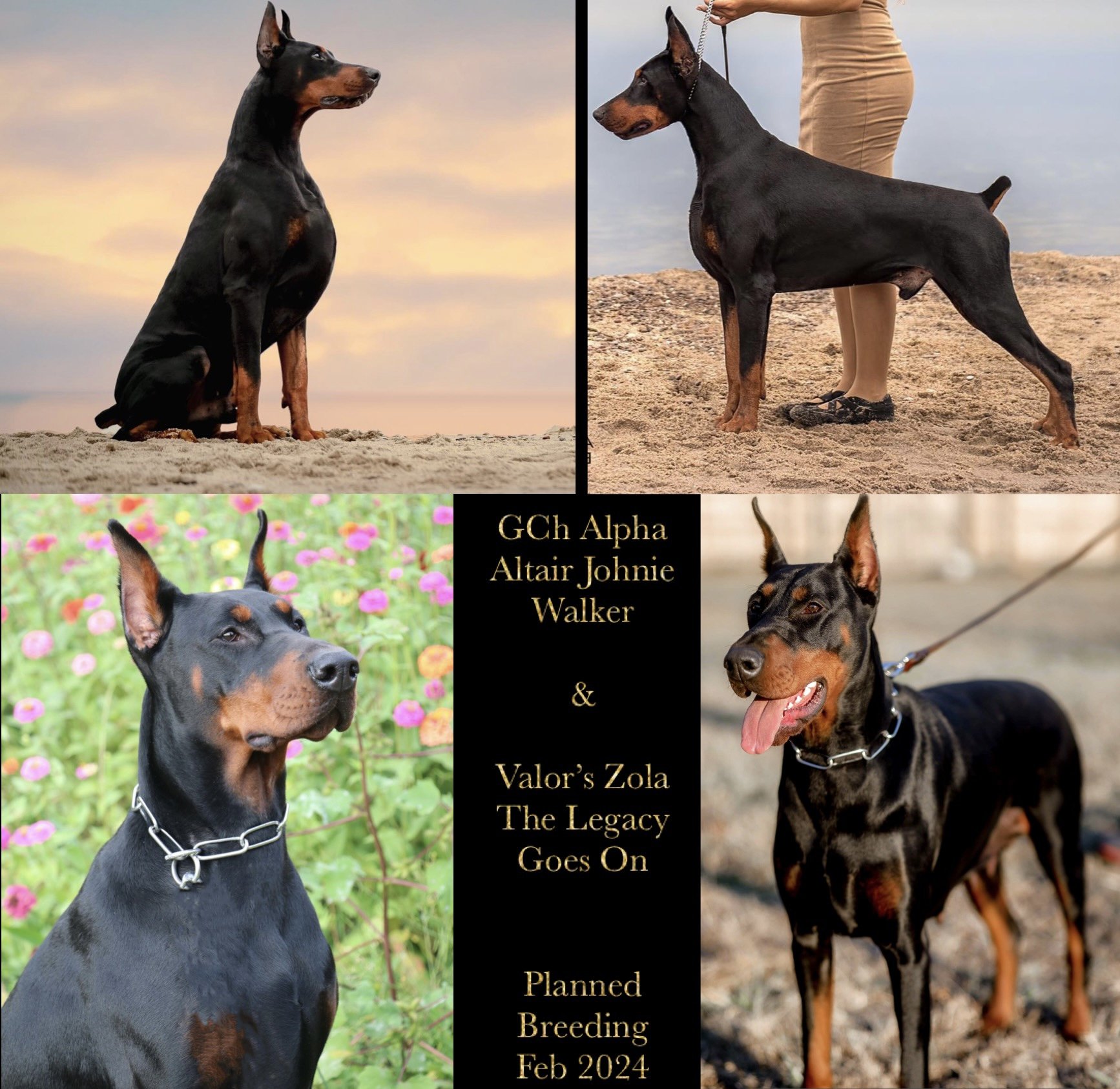 American Doberman
