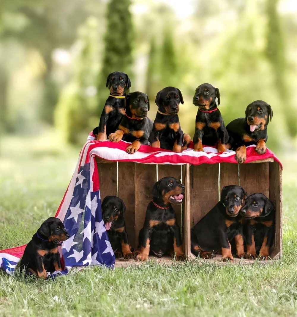 Valor Dobermans