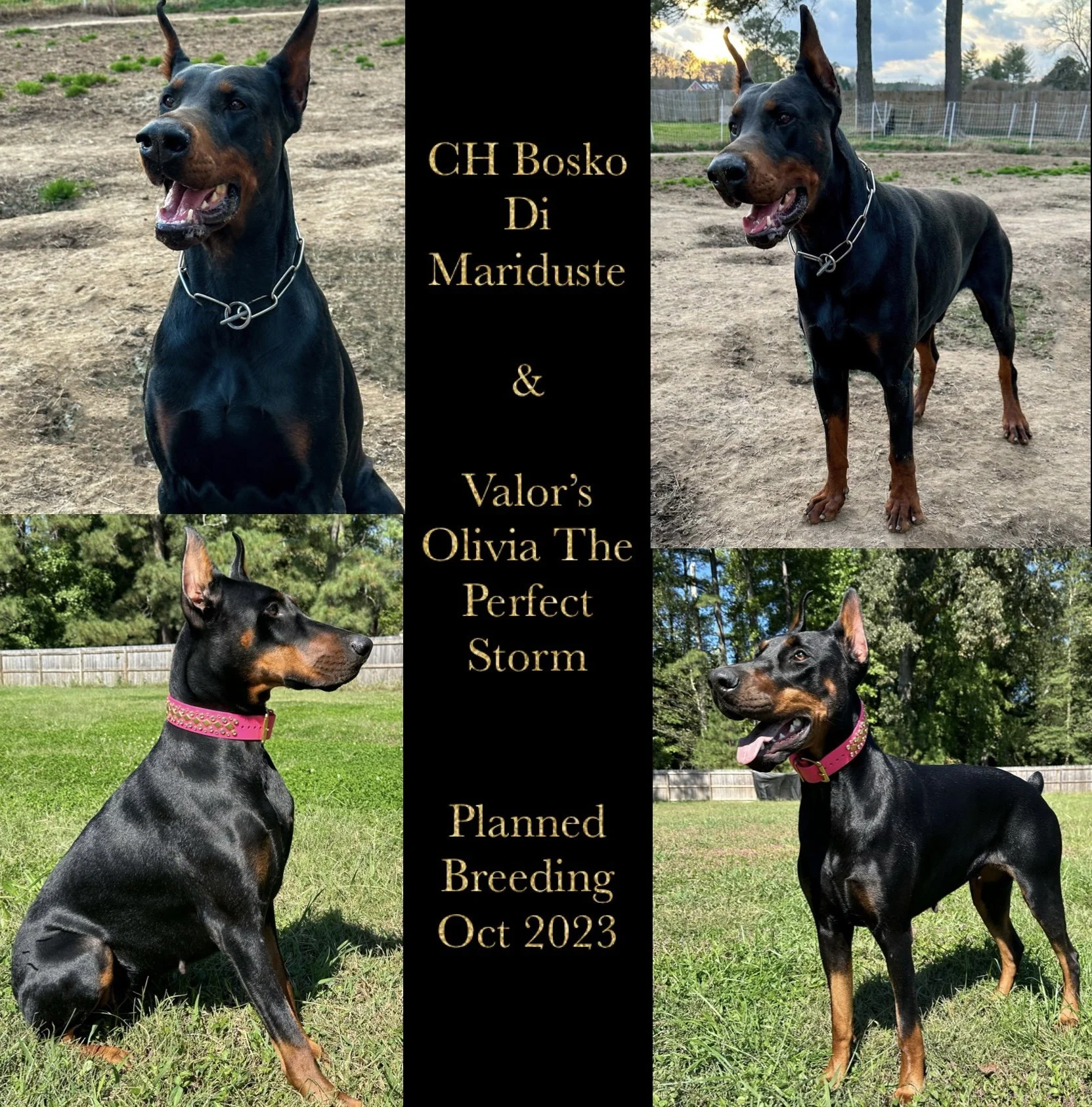 American Doberman