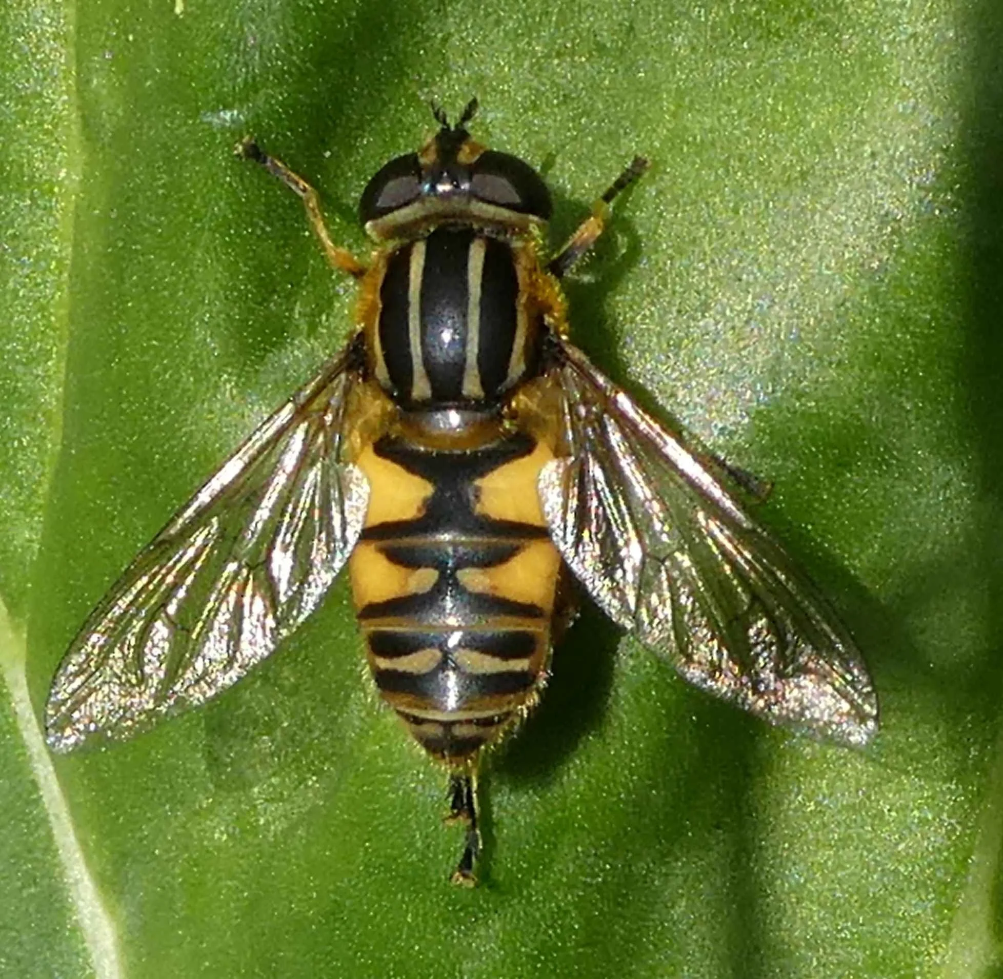 Wildlife photographer — Kenilworth Allotment Tenants' Association