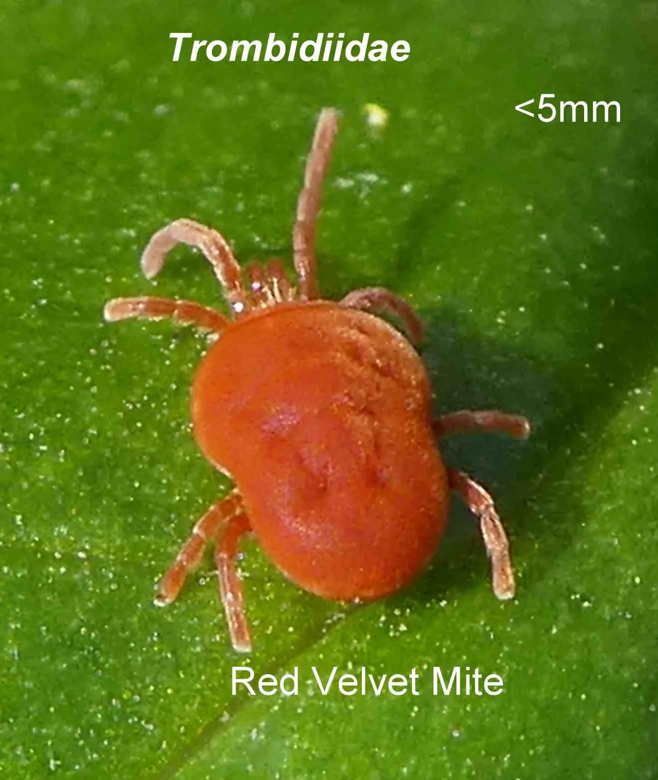 Wildlife photographer — Kenilworth Allotment Tenants' Association