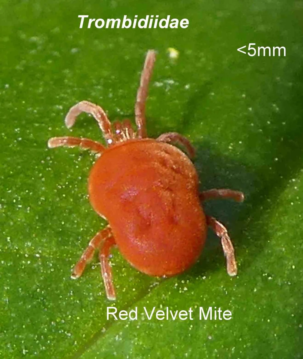 Wildlife photographer — Kenilworth Allotment Tenants' Association