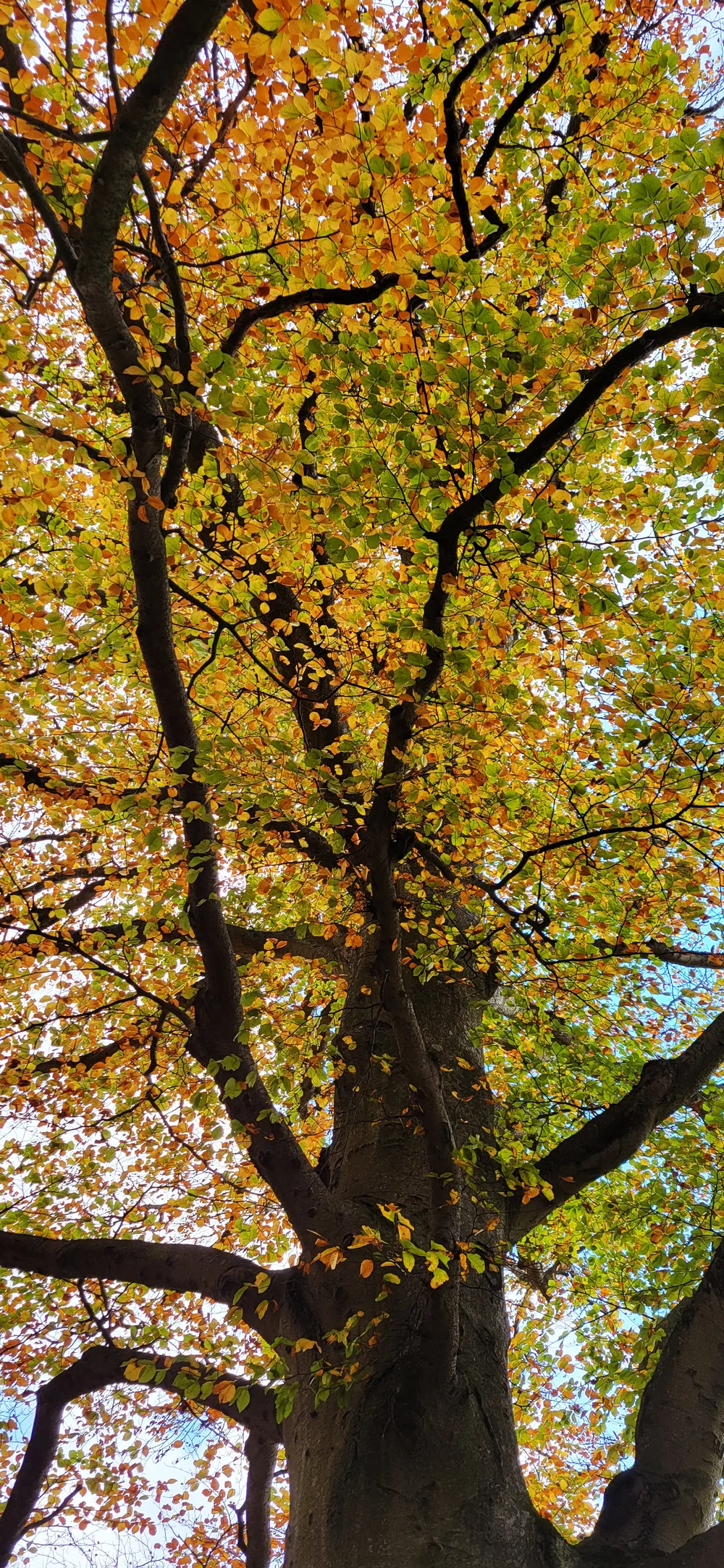 The Healing Power of Trees — MARGHANITA