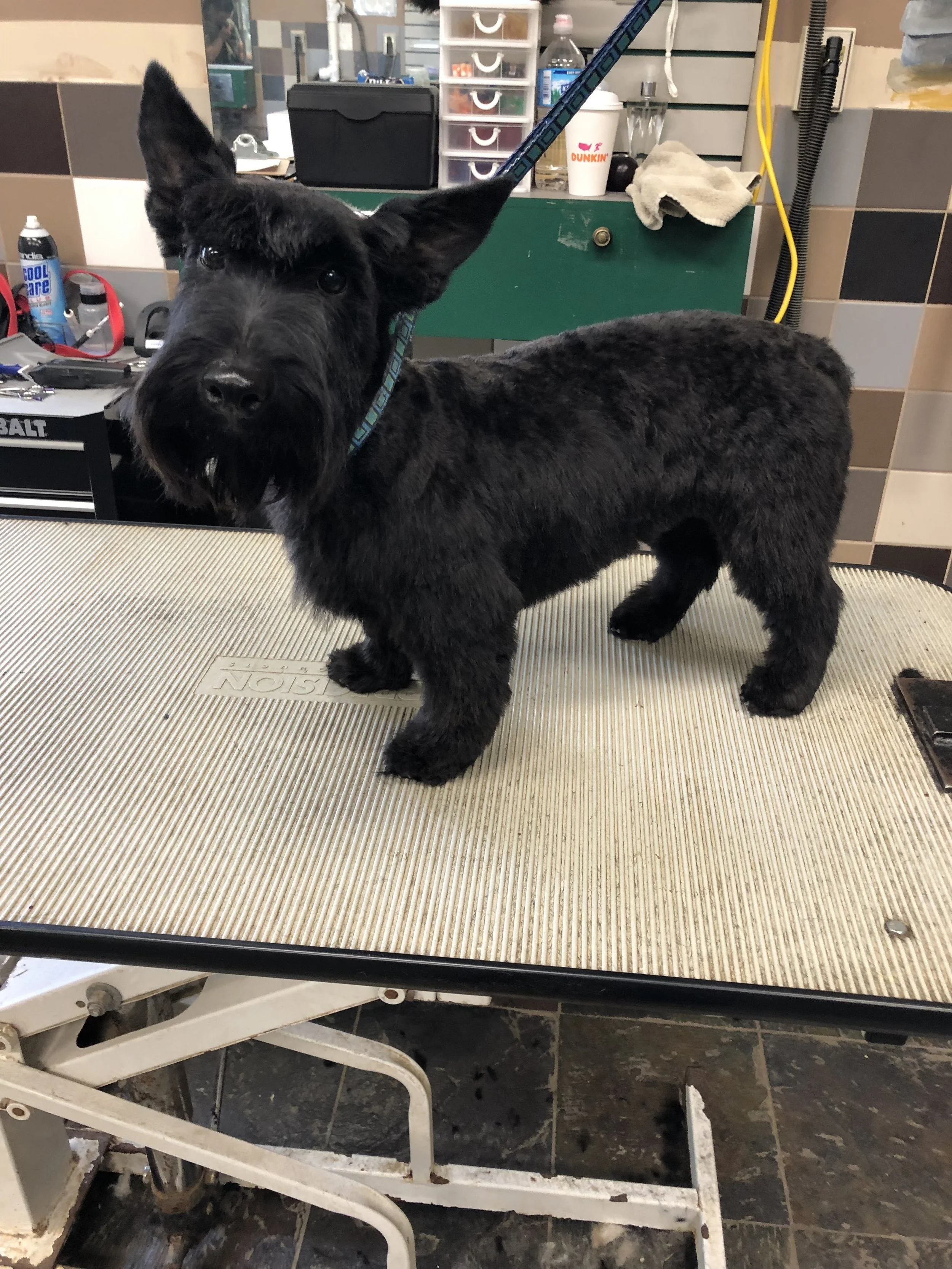 Scottish Terrier Haircut