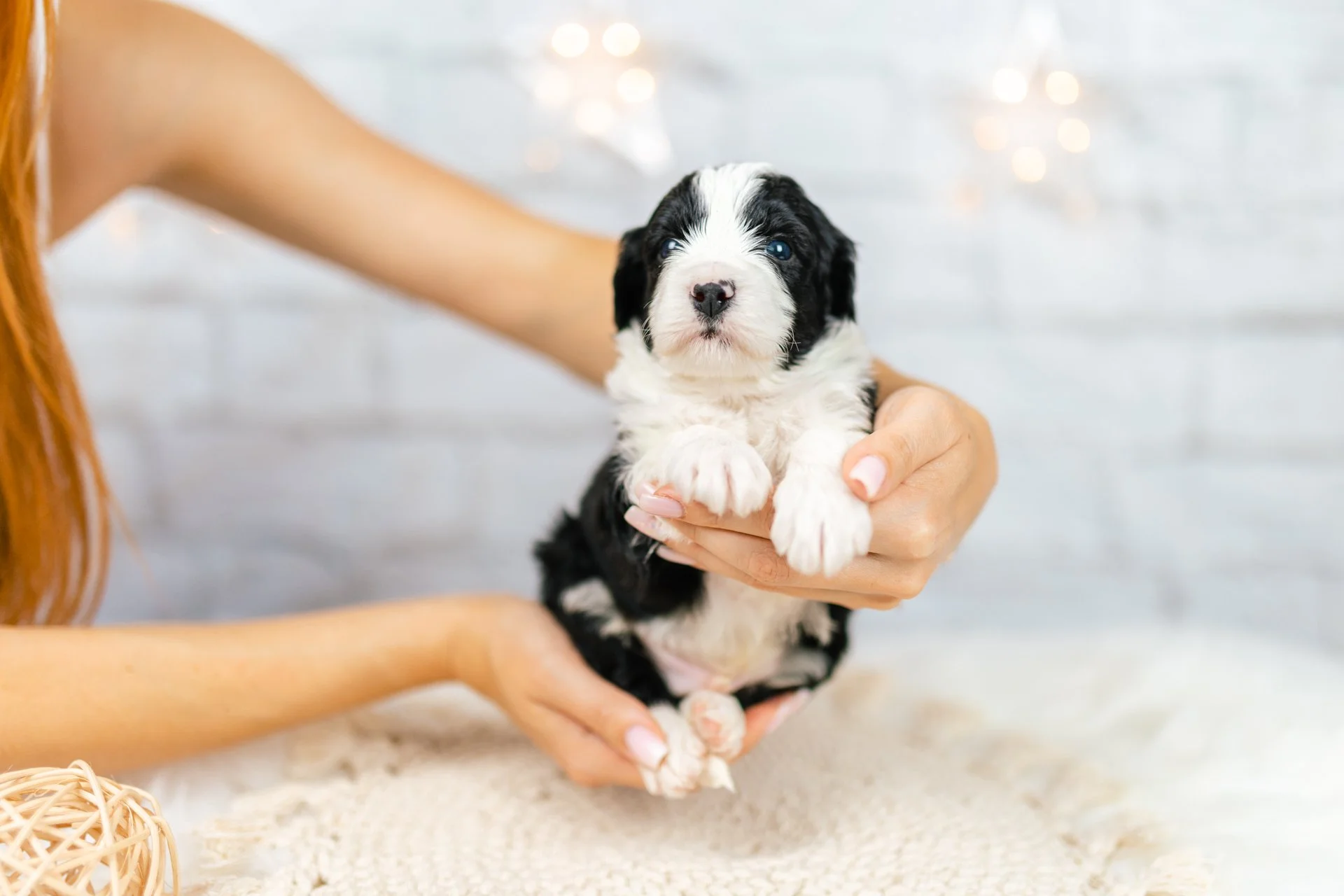 Available puppies — Bernedoodle Puppies California