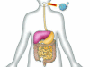 Gut Health: A Buzzword or Cure? (+ How to Optimize your Digestion ...