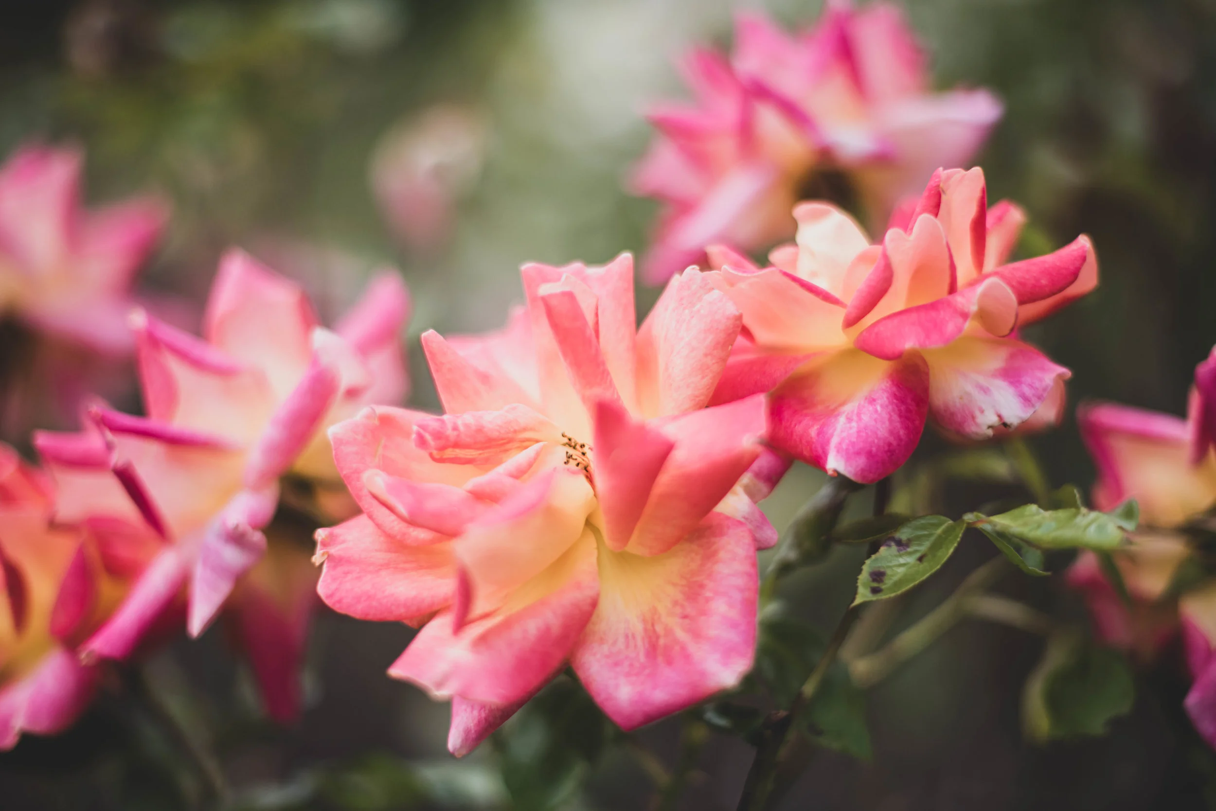 Fields of Growth Photography | Bromley & Kent photographer