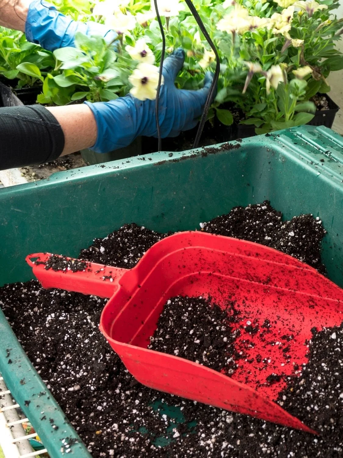 Potting Mix versus Garden Soil | Picking the Perfect Soil for your ...