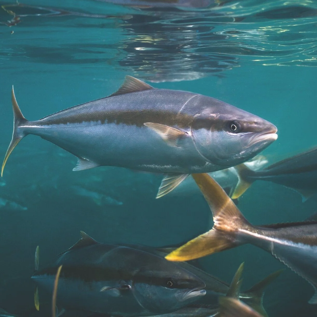 News | Motto Motto Japanese