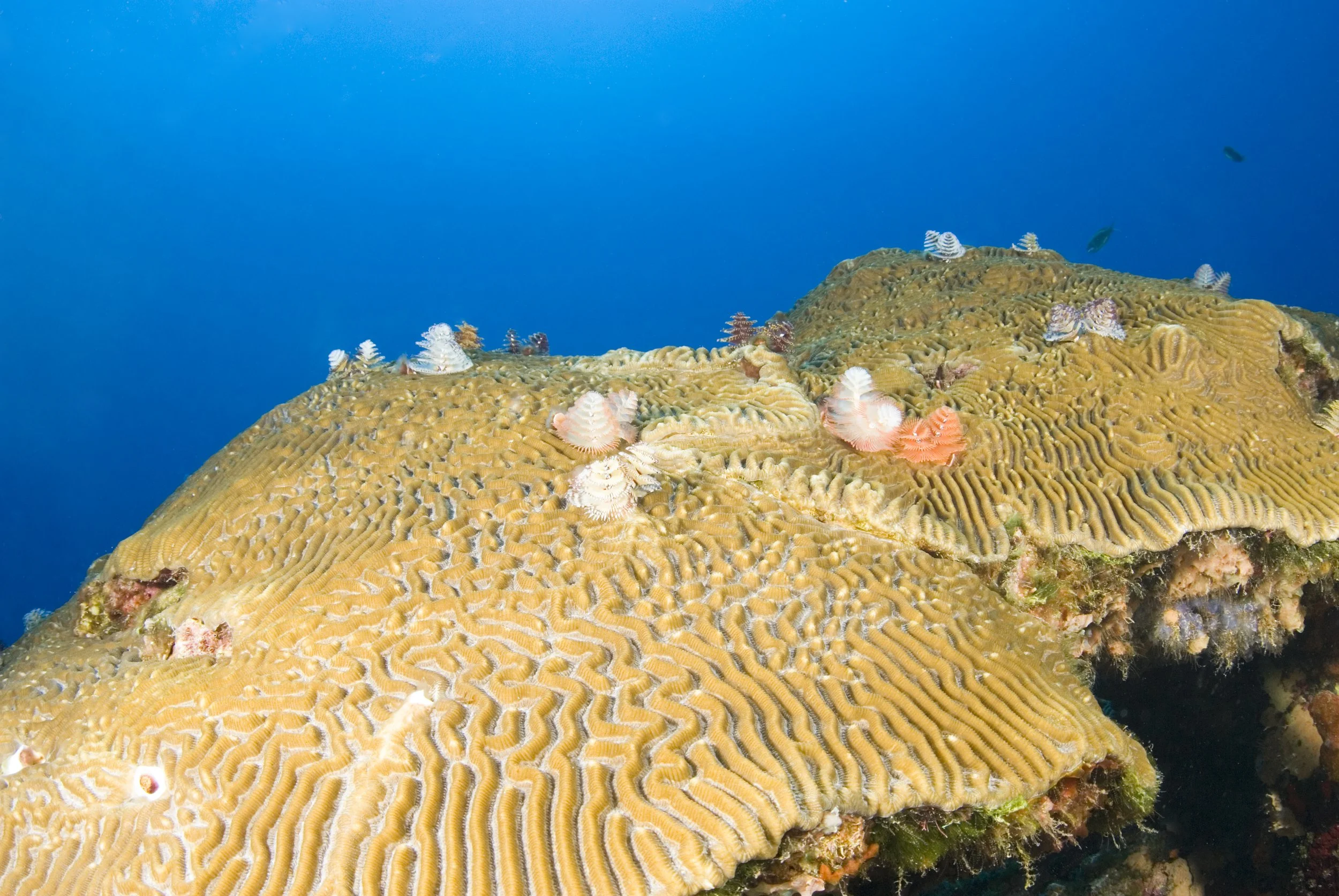 Florida's Coral Reef — Everglades Restoration Initiatives