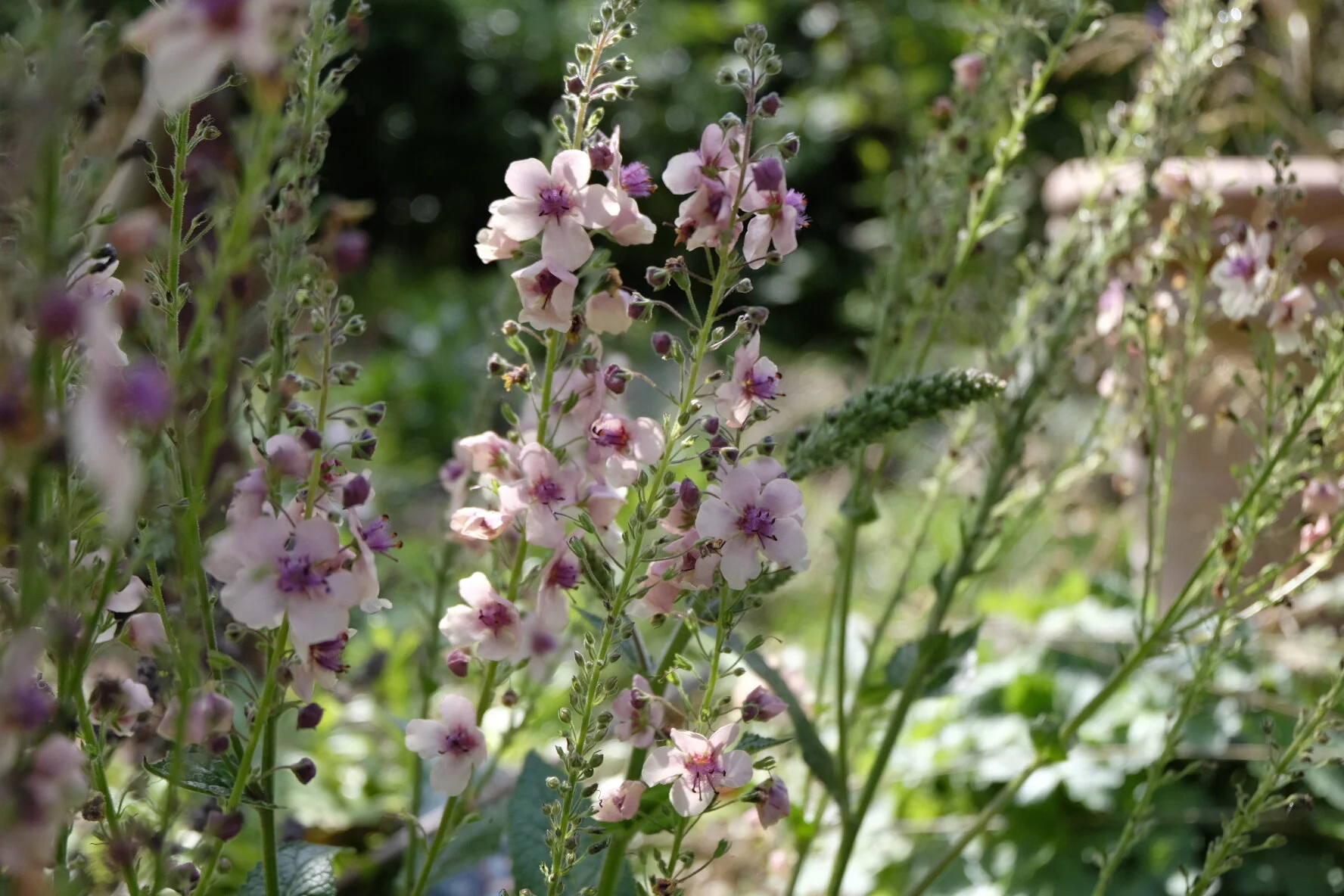 Country Lane Flowers