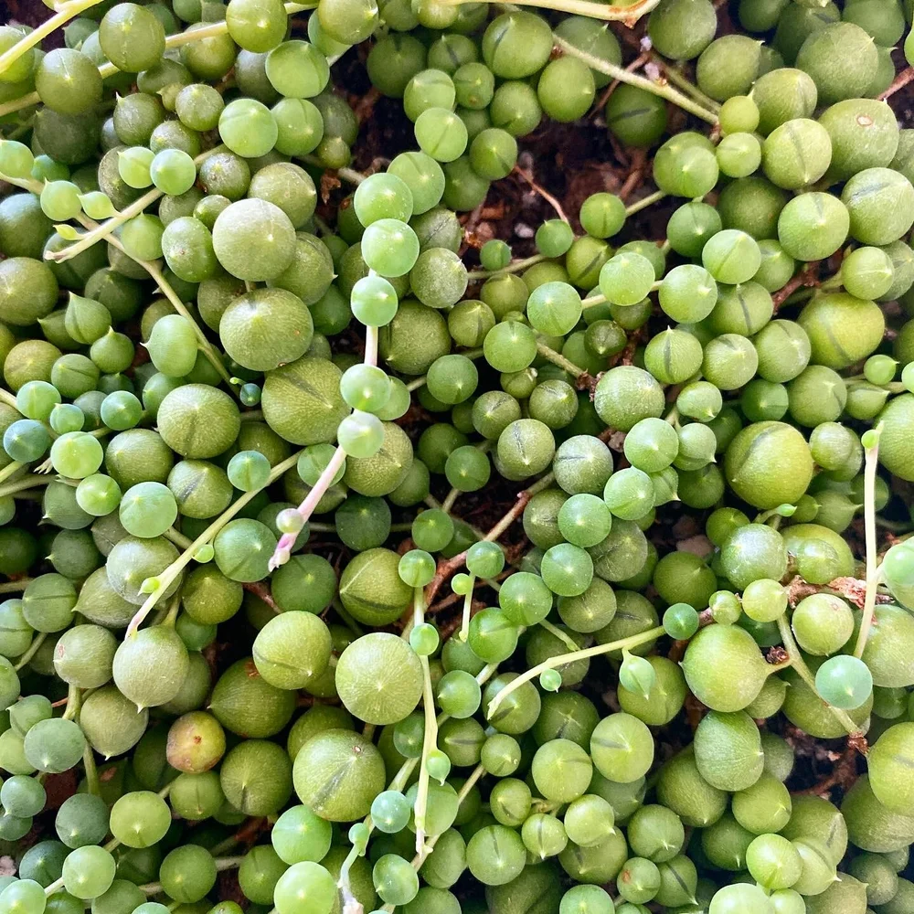 String Of Pearls — Peas&Bees Co