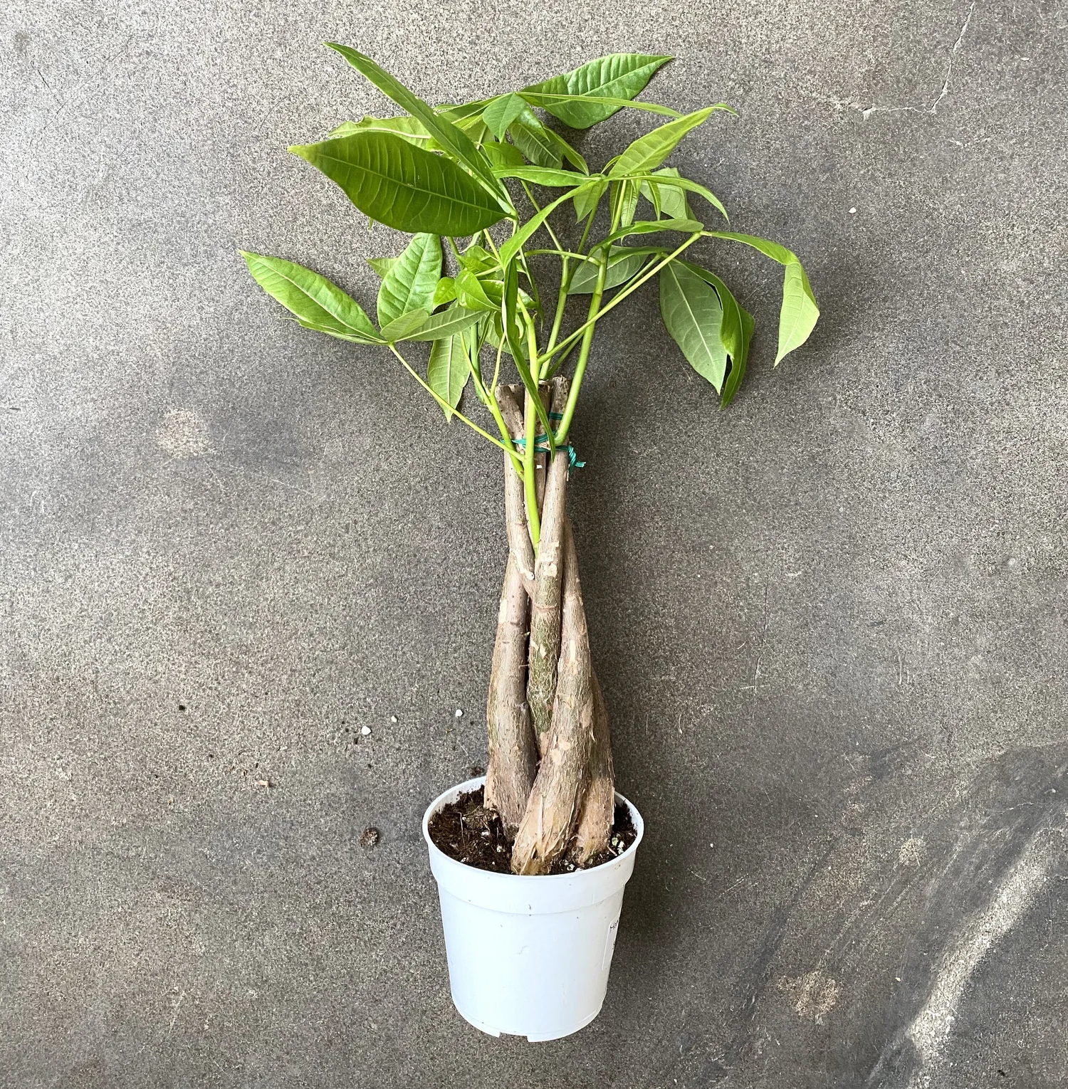 Money Tree — Peas&Bees Co