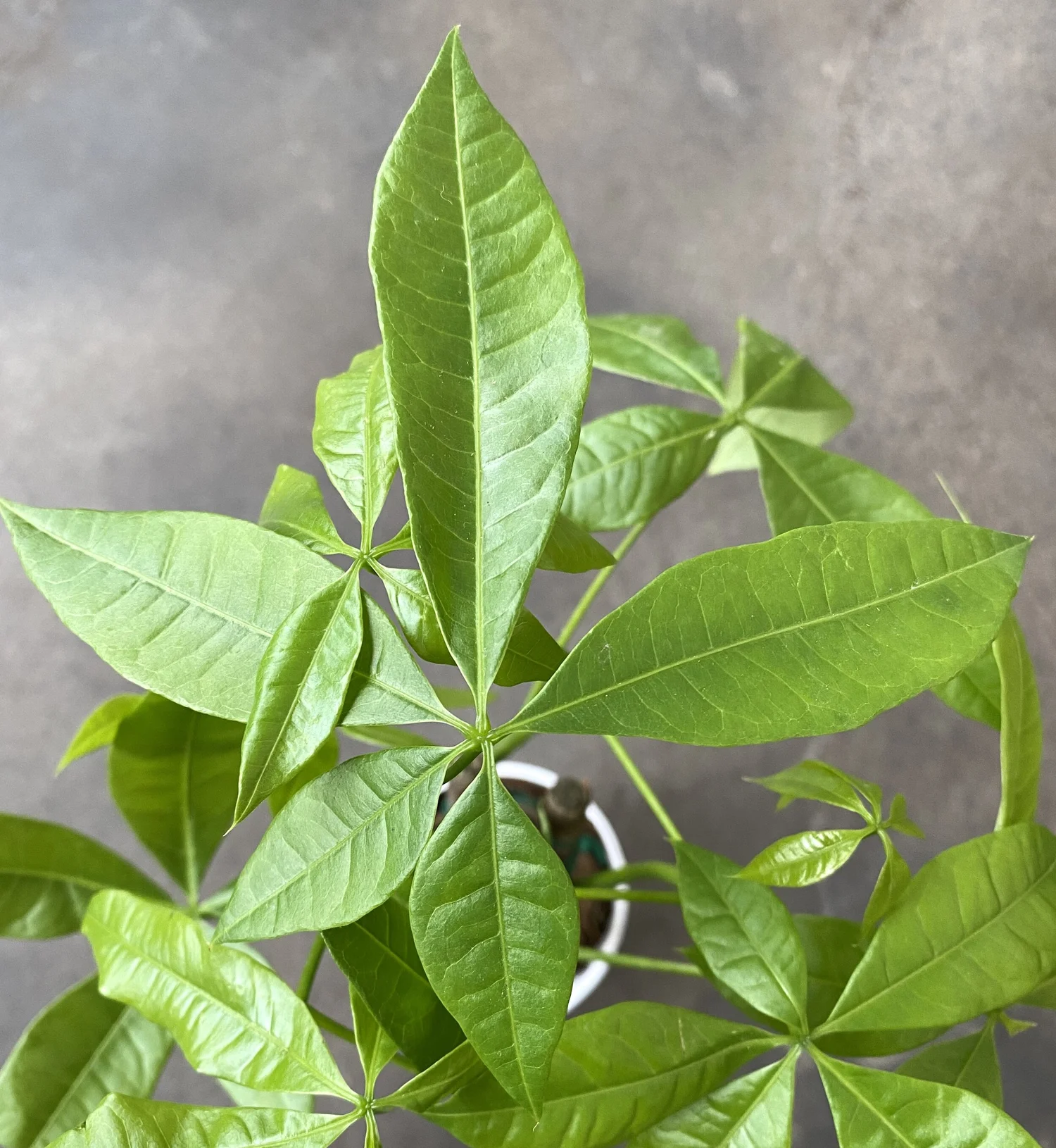 Money Tree — Peas&Bees Co