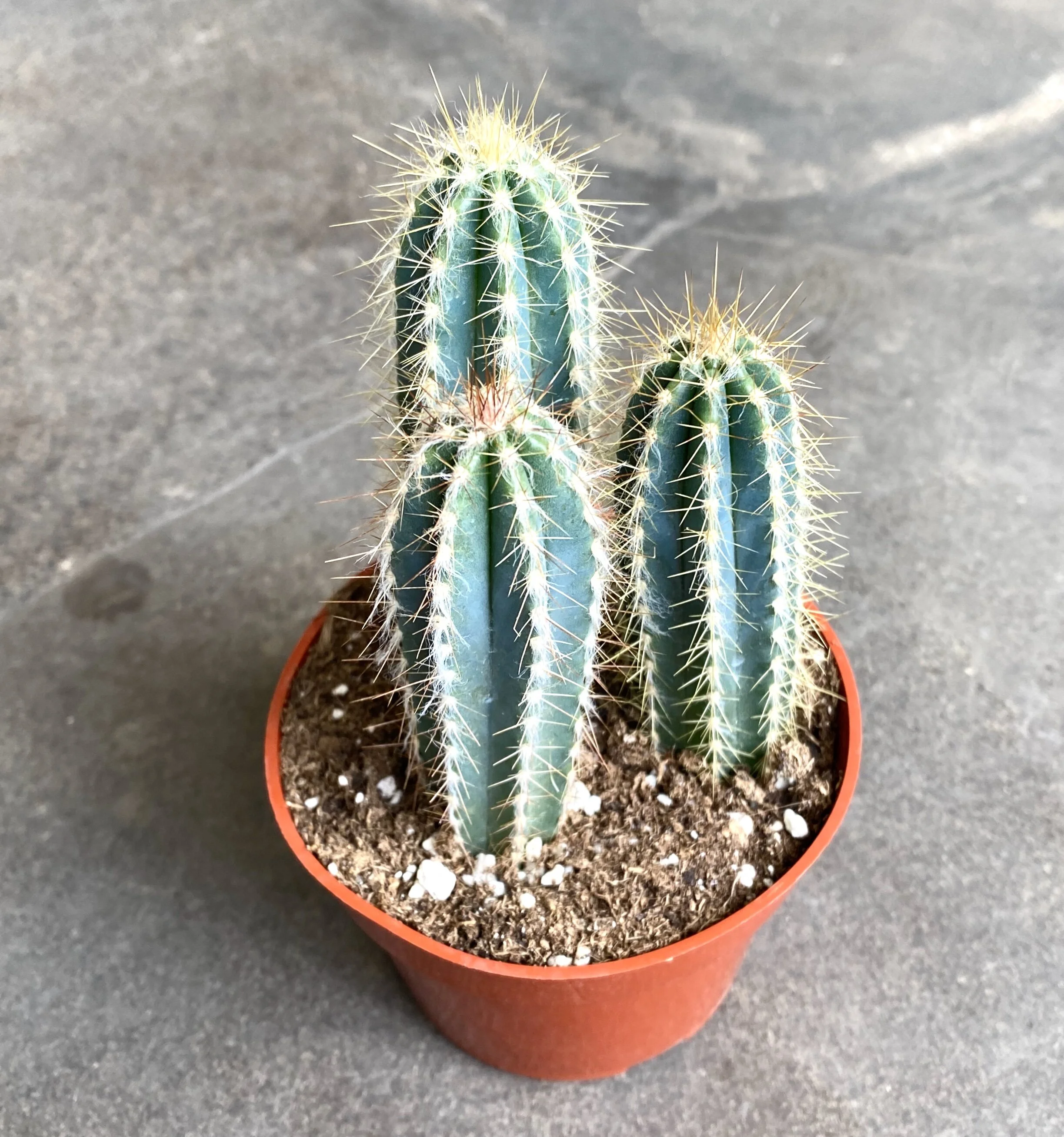 Pilosocereus azureus — Peas&Bees Co