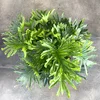 Lickety Split Philodendron — Peas&Bees Co