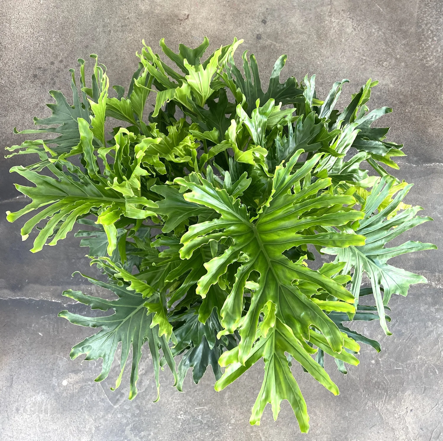 Lickety Split Philodendron — Peas&Bees Co