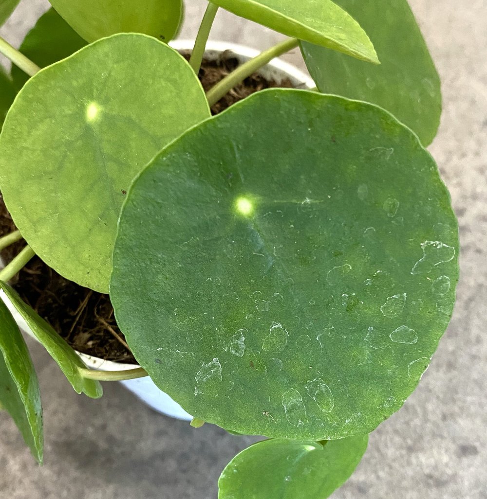 Pilea Peperomioides — Peas&Bees Co