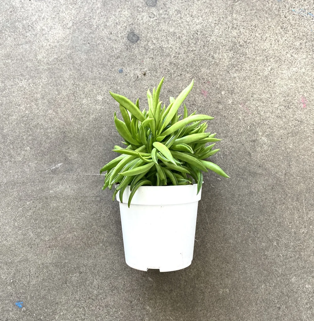 Peperomia Nevada — Peas&Bees Co