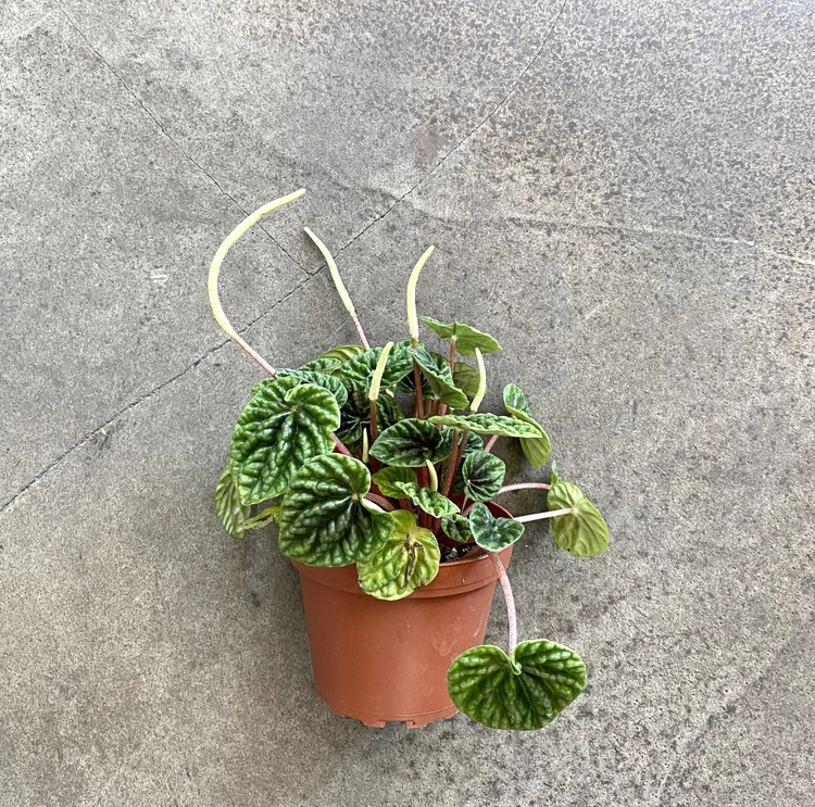 Emerald Ripple Peperomia — Peas&Bees Co