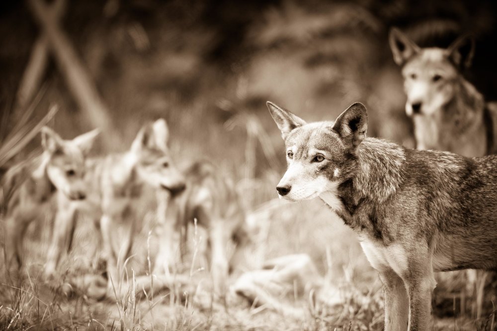 Red Wolf Resilience