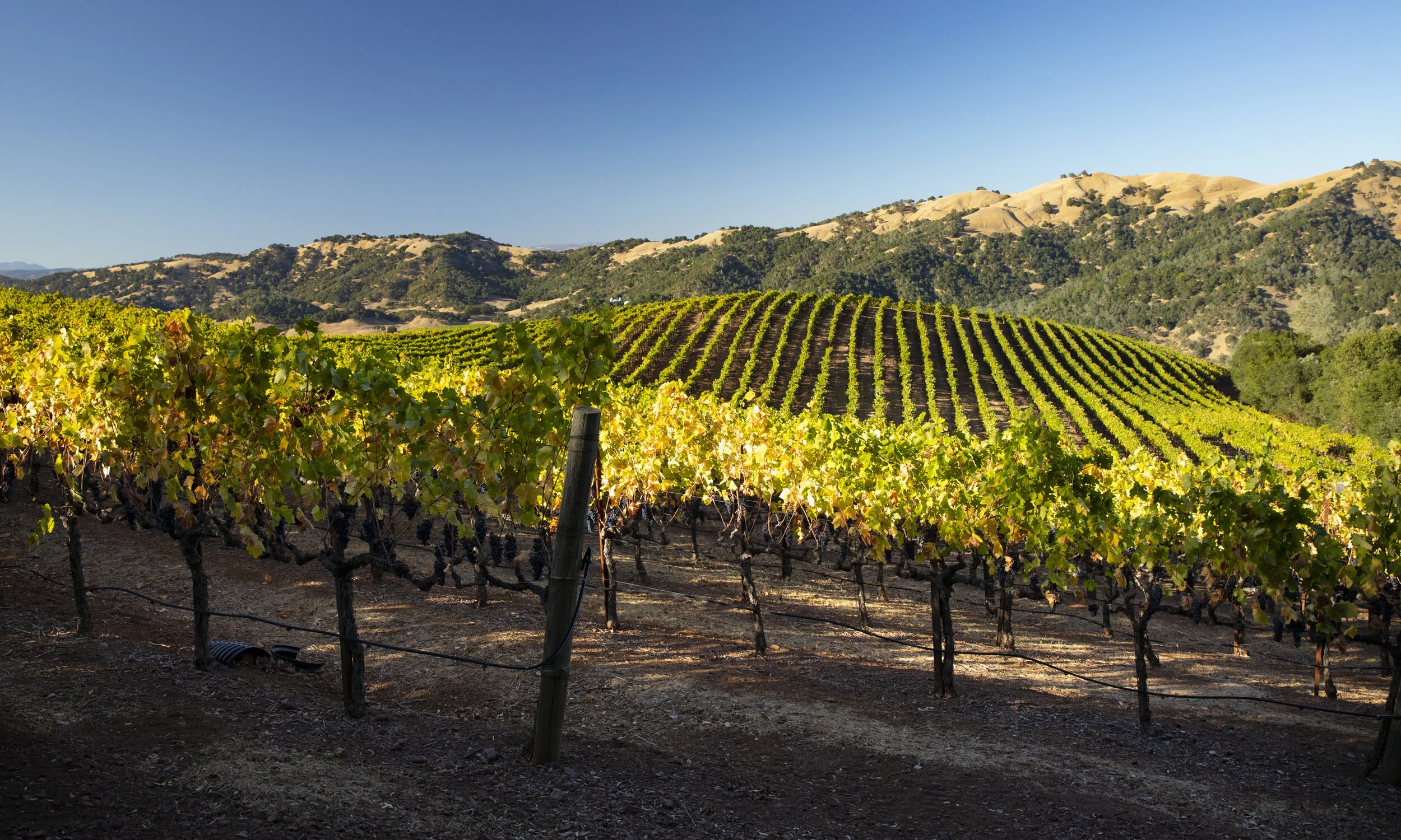 Vineyards — Green and Red