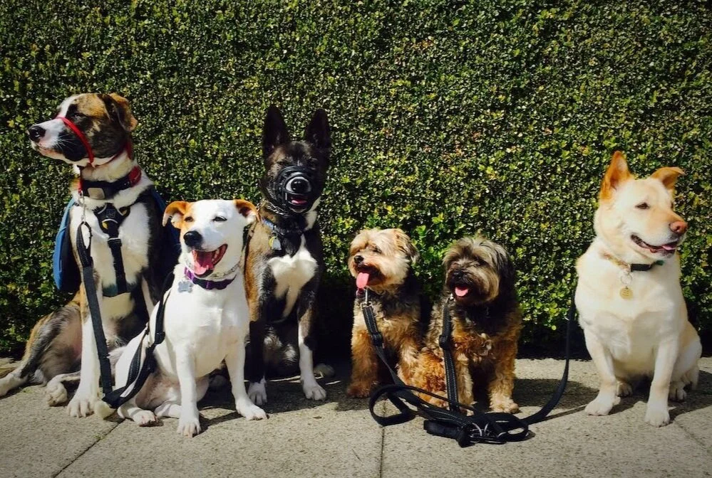 Are Pack Walks Good For Dogs