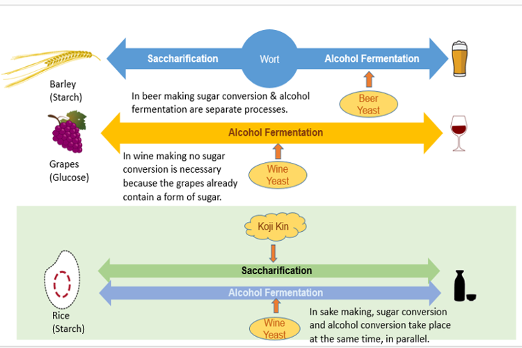 The Sake Primer — THE TIPSY MUSE