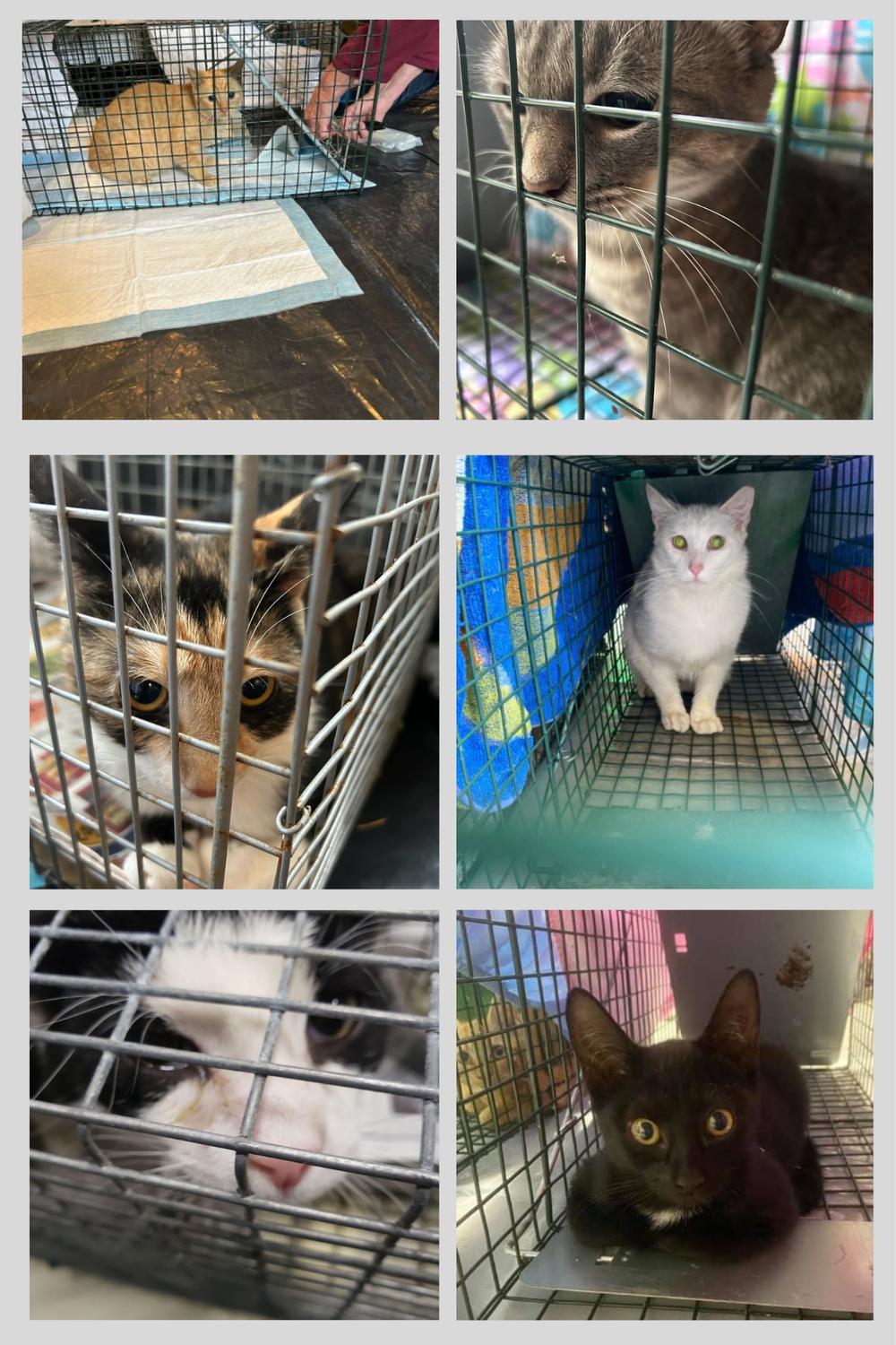 Why TNR? — nacc