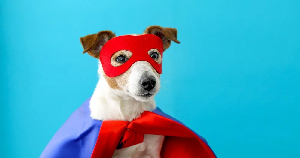 Top ten superpowers of pets — Ringwood Veterinary Clinic