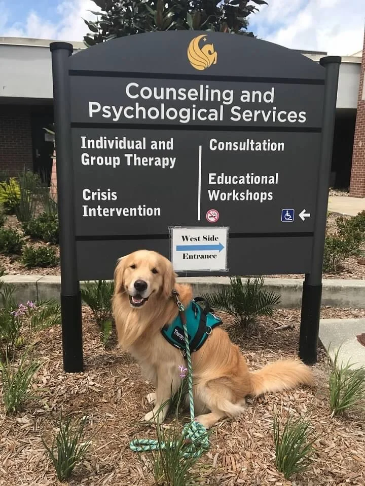Whats The Difference Between A Service Dog And A Therapy Dog