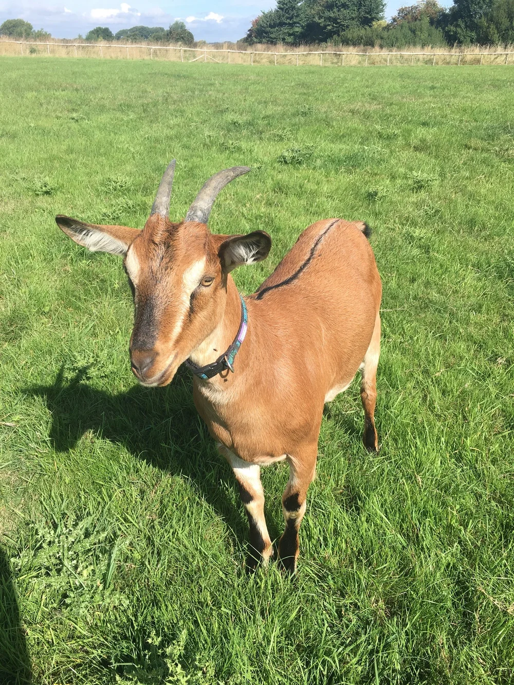 English Goats — English Goat Breeders Association