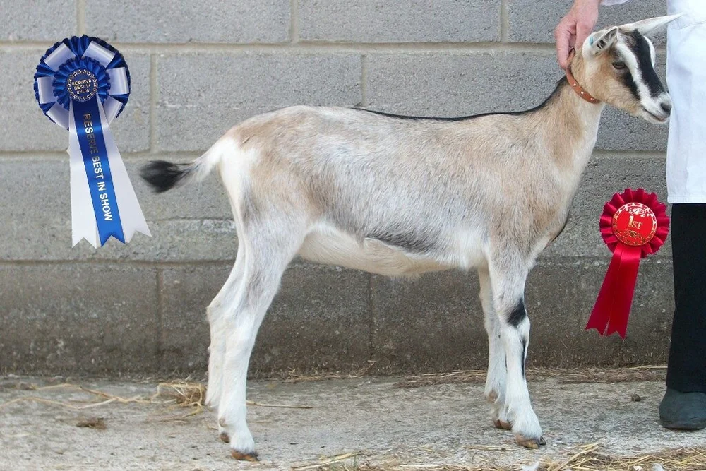 English Goats — English Goat Breeders Association