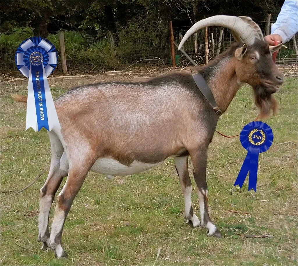 English Goats — English Goat Breeders Association