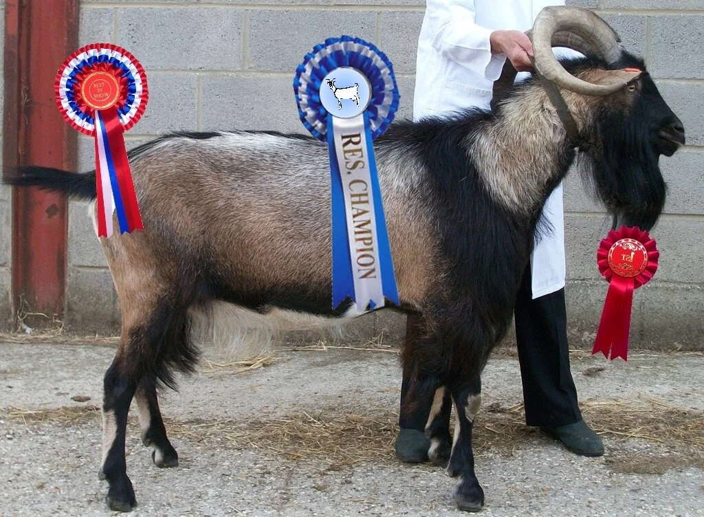 English Goats — English Goat Breeders Association