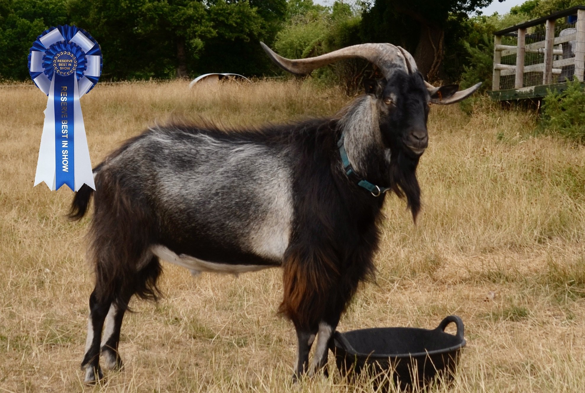 English Goats — English Goat Breeders Association