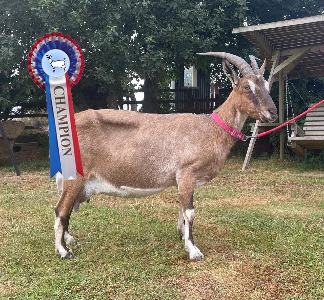 English Goats — English Goat Breeders Association