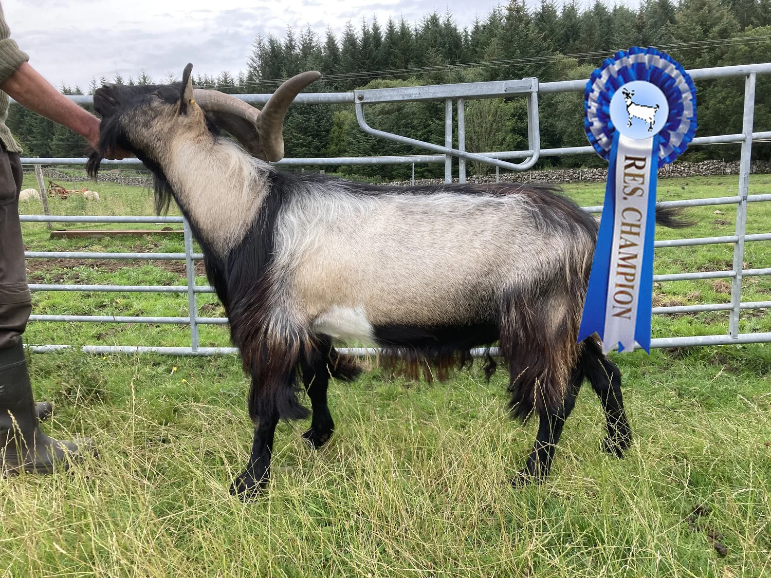 English Goats — English Goat Breeders Association